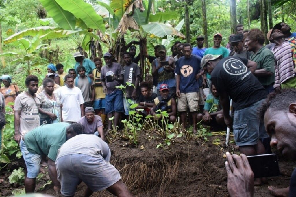 West Are’are kava farmers receive training – My SIG Services Portal