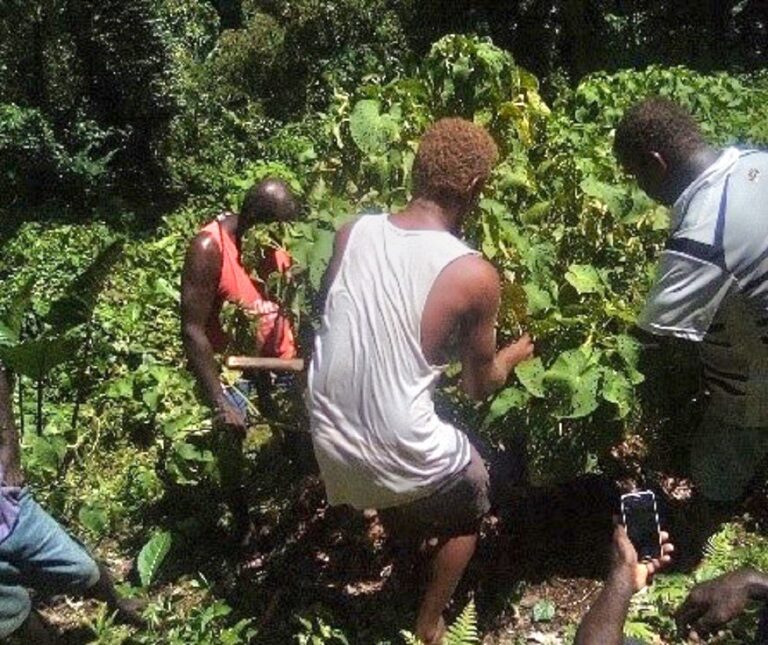 Kava demonstration training enlighten Vella La Vella farmers – My SIG ...