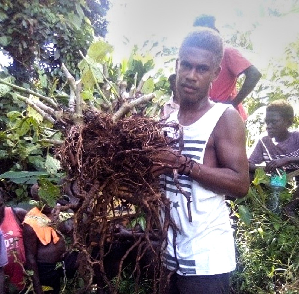 Kava demonstration training enlighten Vella La Vella farmers – My SIG ...