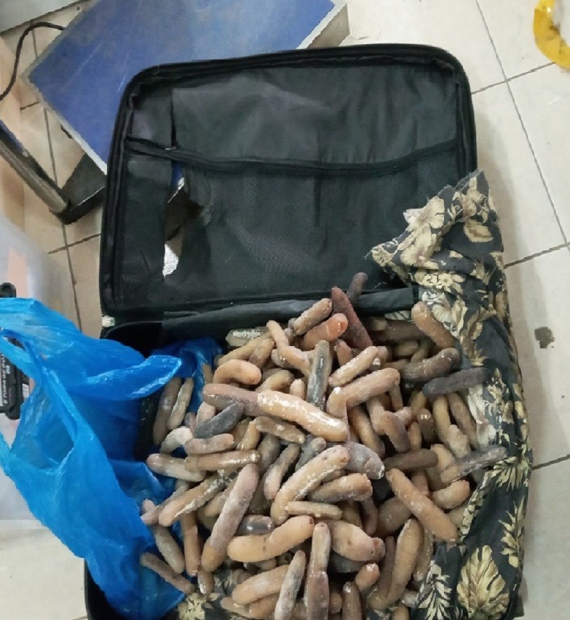 WHY BECHE-DE-MER BAN IS NECESSARY – My SIG Services Portal