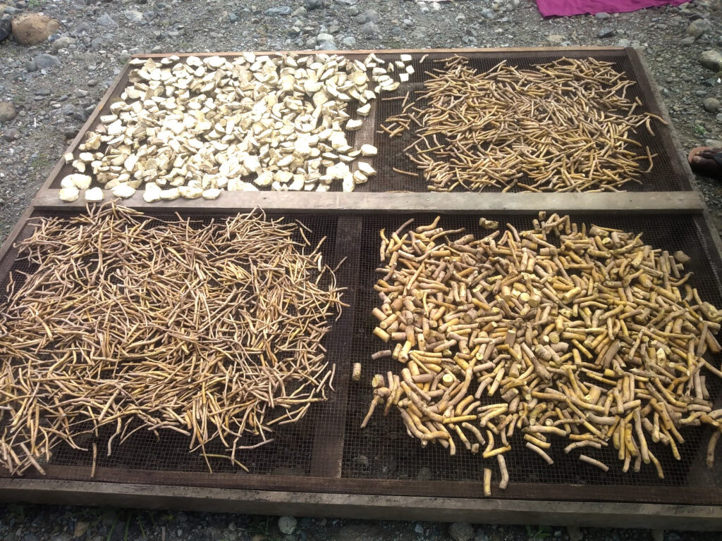 MAL boosts Makira farmer’s capacity on kava pre-processing and ...