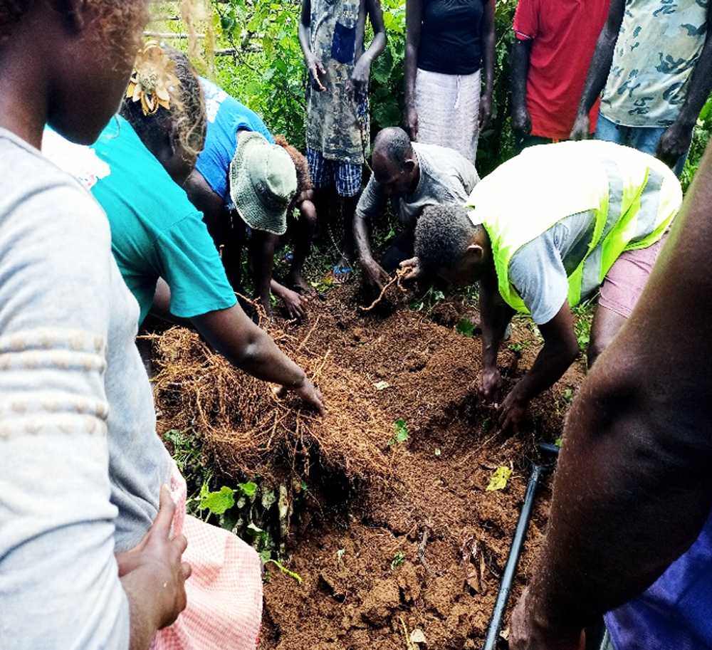 Marovo kava farmers trained on practices to produce quality output – My ...