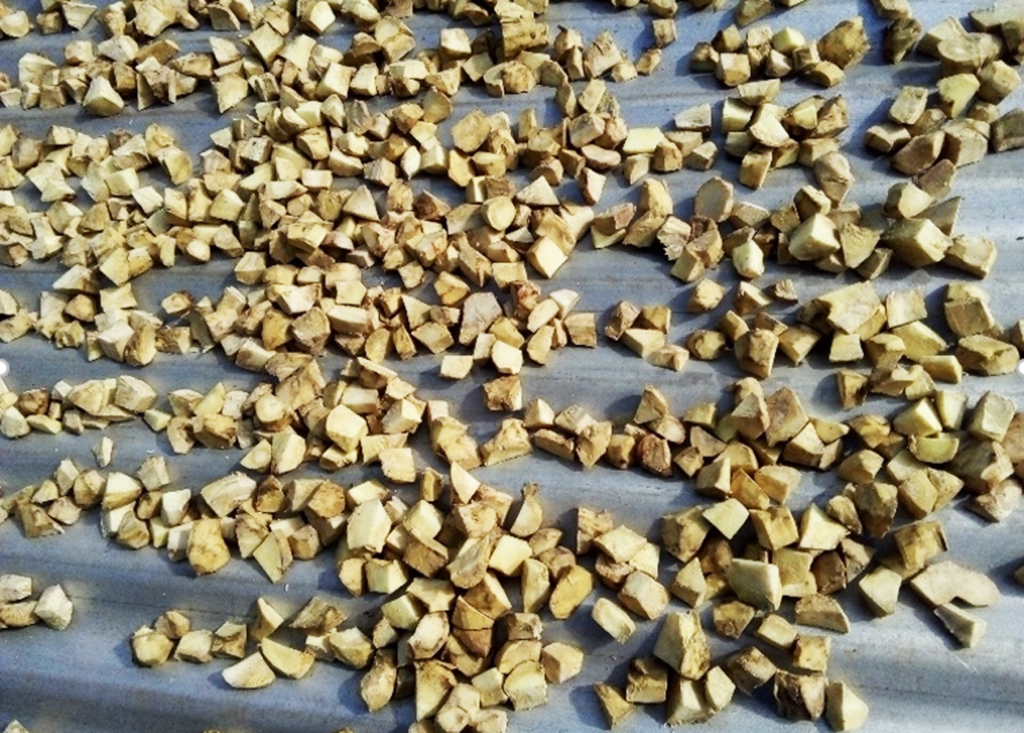 MAL delivers training on kava pre-processing for farmers in Isabel – My ...