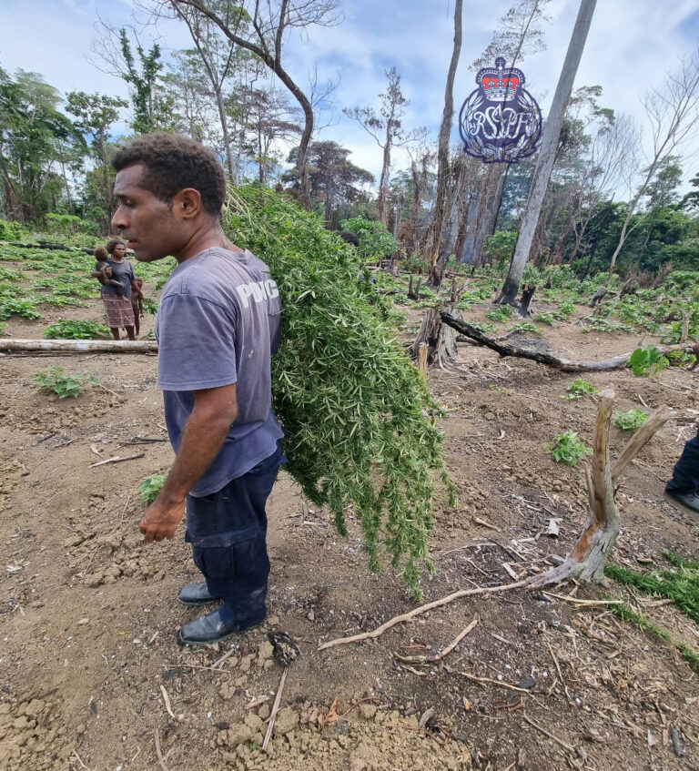 Police uproot more 160 plants of marijuana at Ruavatu area last week ...