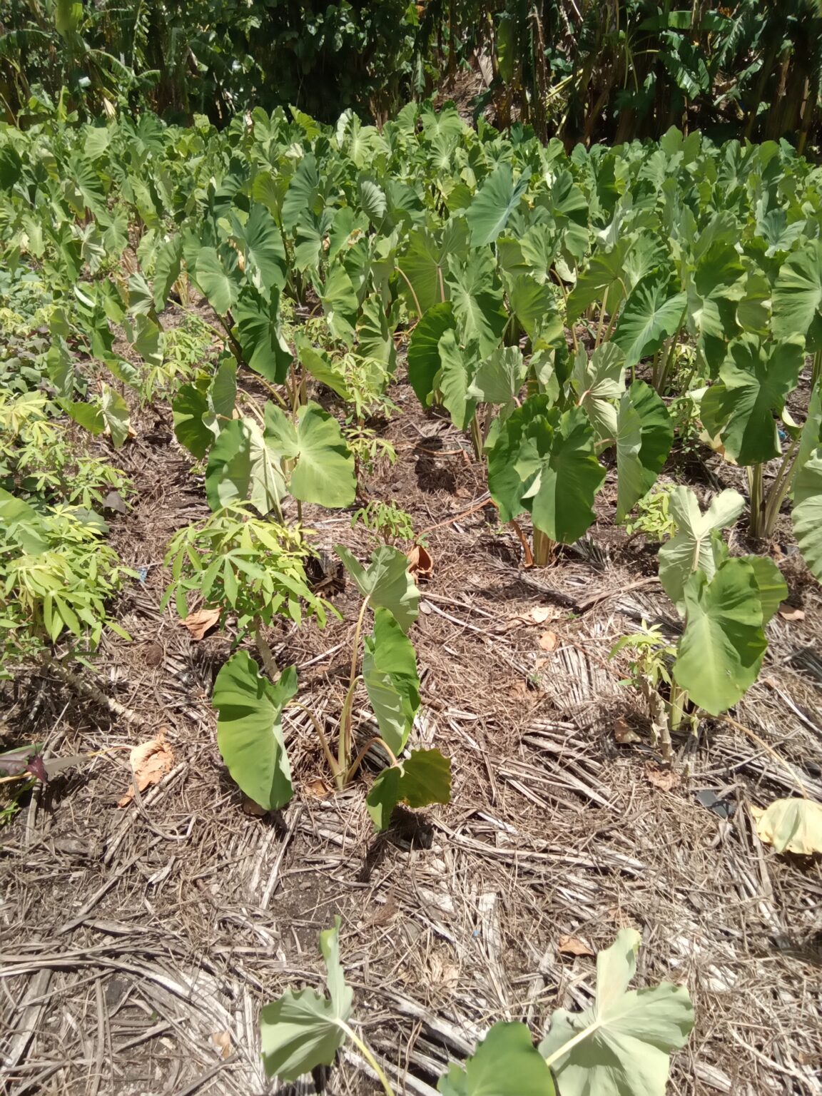 Assessment reveals that traditional farming methods provides resilience on food security for ...